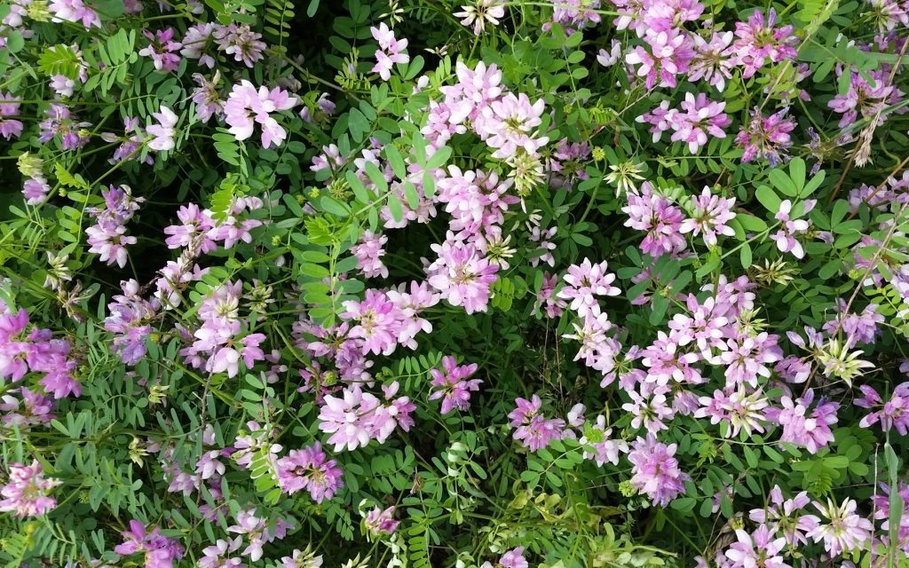 Crown Vetch - Planting and Erosion Control