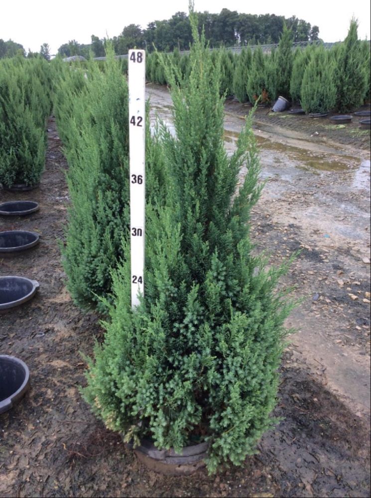 JUNIPER C. ‘BLUE POINT’ G3 24″ – Rohr's Nursery