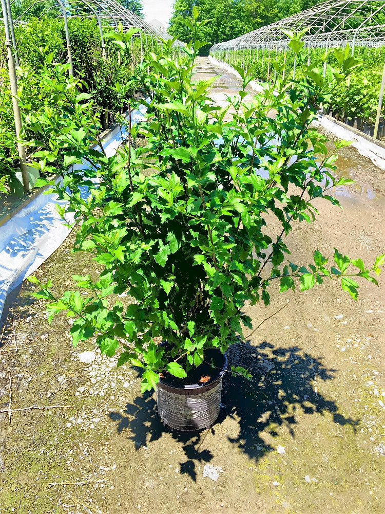 HIBISCUS SY. ‘FIJI’™ G2 FE – Rohr's Nursery