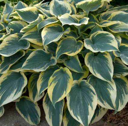 HOSTA ‘FIRST FROST’ 19CM – Rohr's Nursery