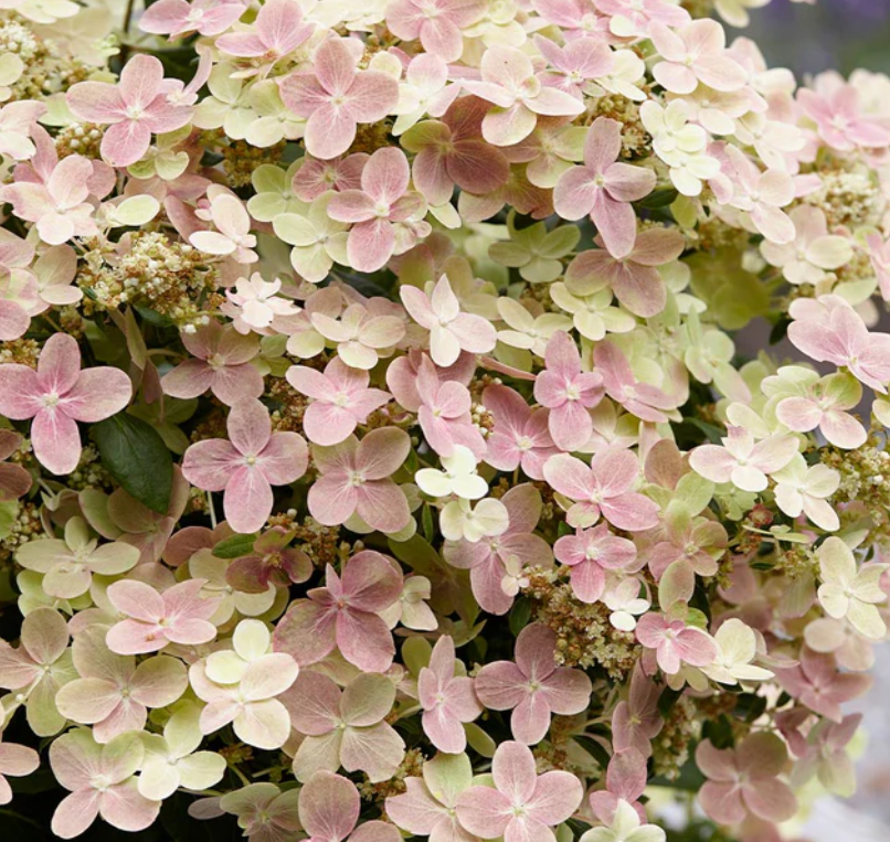 HYDRANGEA P EARLY EVOLUTION G3 PTW – Rohr's Nursery