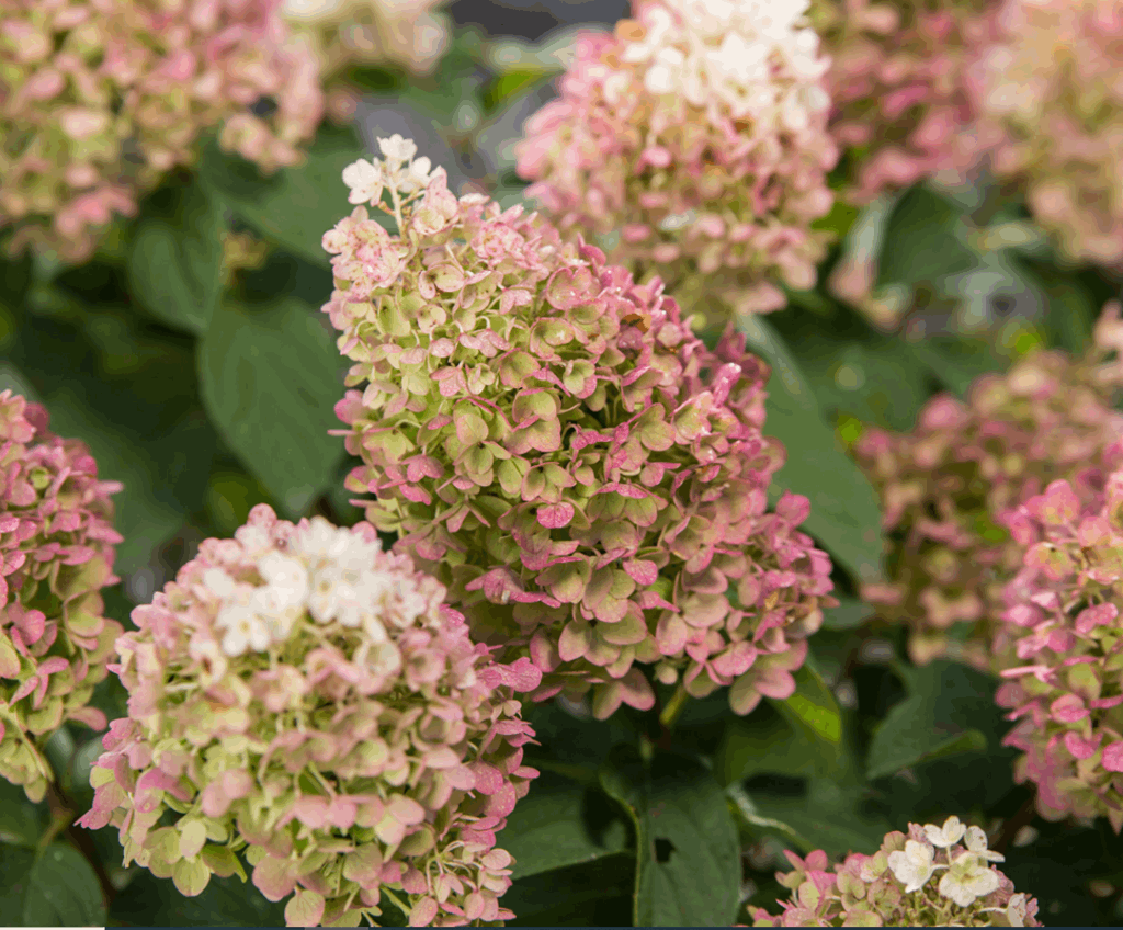 HYDRANGEA P LITTLE HOTTIE® G3 FE – Rohr's Nursery
