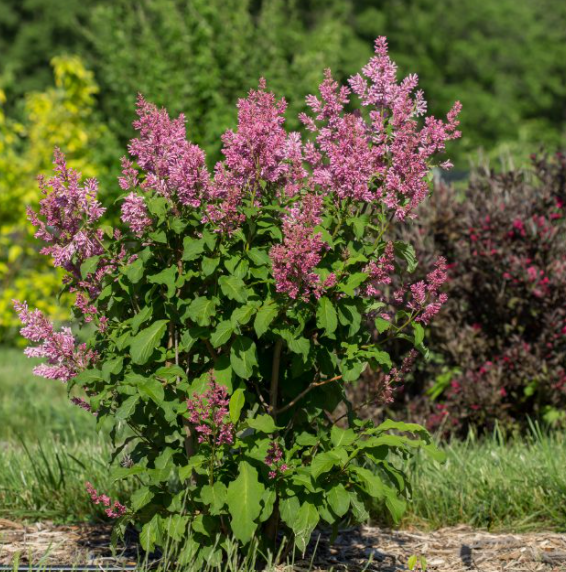 SYRINGA X LITTLE LADY™ G3 FE – Rohr's Nursery