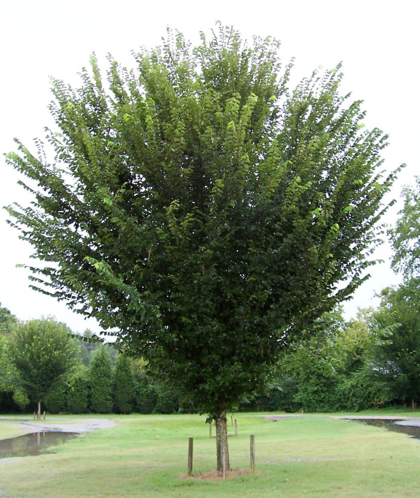 ULMUS A. ‘PRINCETON’ G3 – Rohr's Nursery