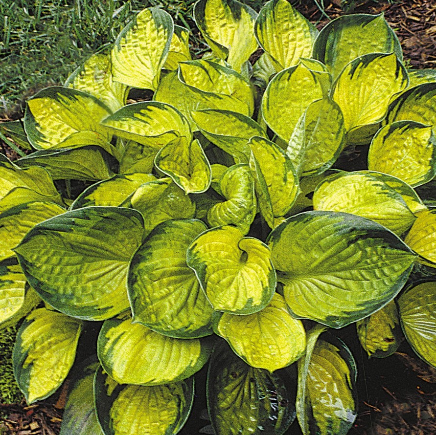 HOSTA ‘RAINFOREST SUNRISE’ 19CM PTW – Rohr's Nursery