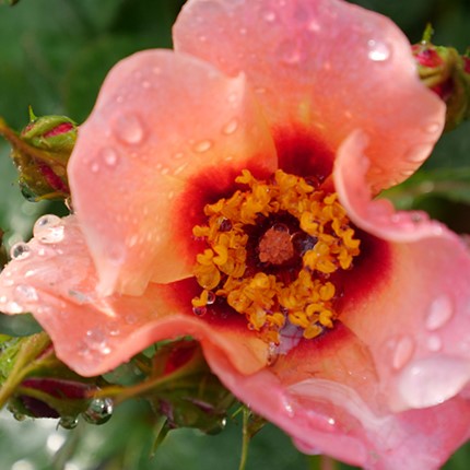 ROSE RINGO ALL STAR™ G2 PW – Rohr's Nursery