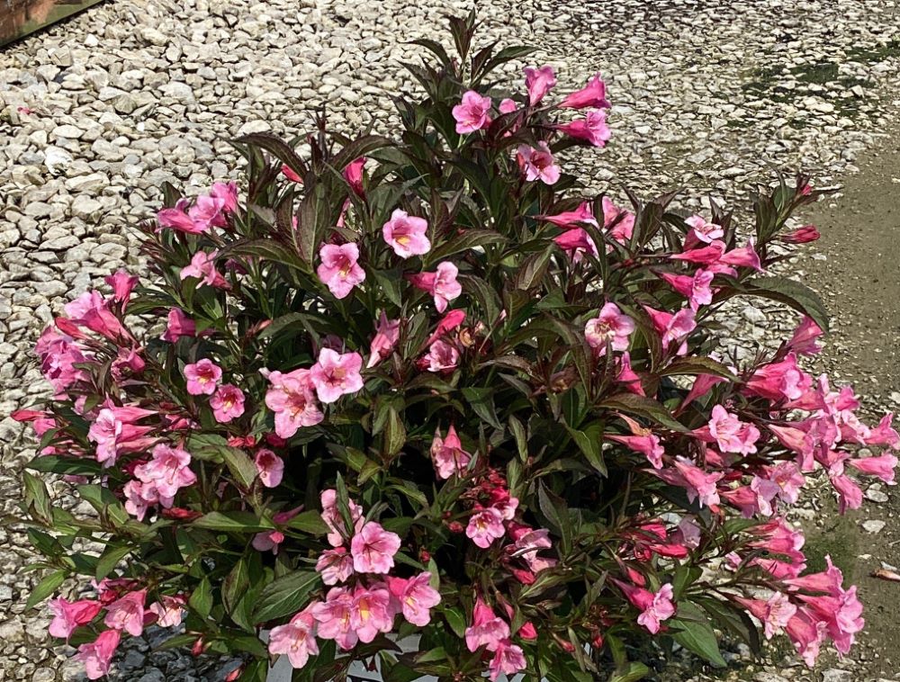 WEIGELA SONIC BLOOM WINE™ G3 15″ PW – Rohr's Nursery