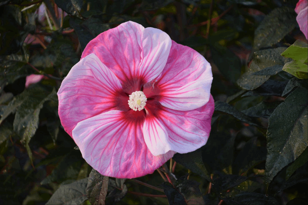 HIBISCUS ‘CHERRY CHOCO LATTE’ G2 PW – Rohr's Nursery