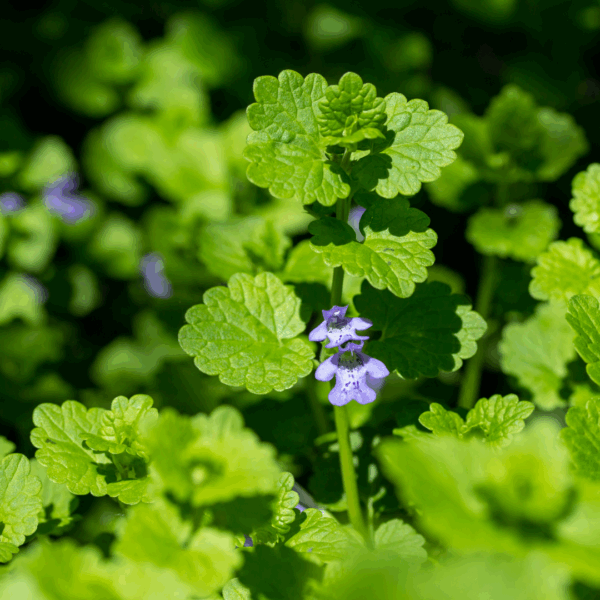 Creeping Charlie Control: Rohr's Nursery Weed Guide