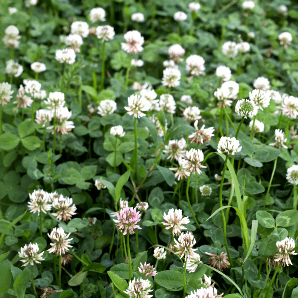 Weed and Clover Control for Your Lawn