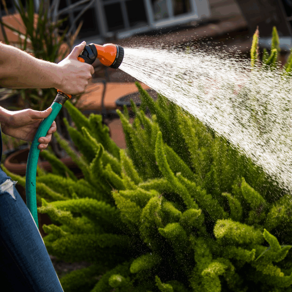 Heat and Deep Watering Tips