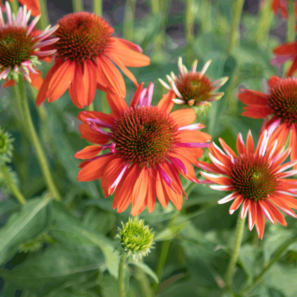 Should you Trim Back your Perennials This Fall?